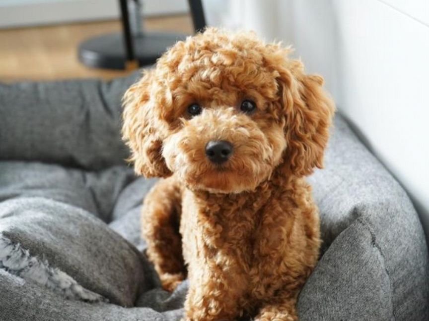 Той-пудель тикап