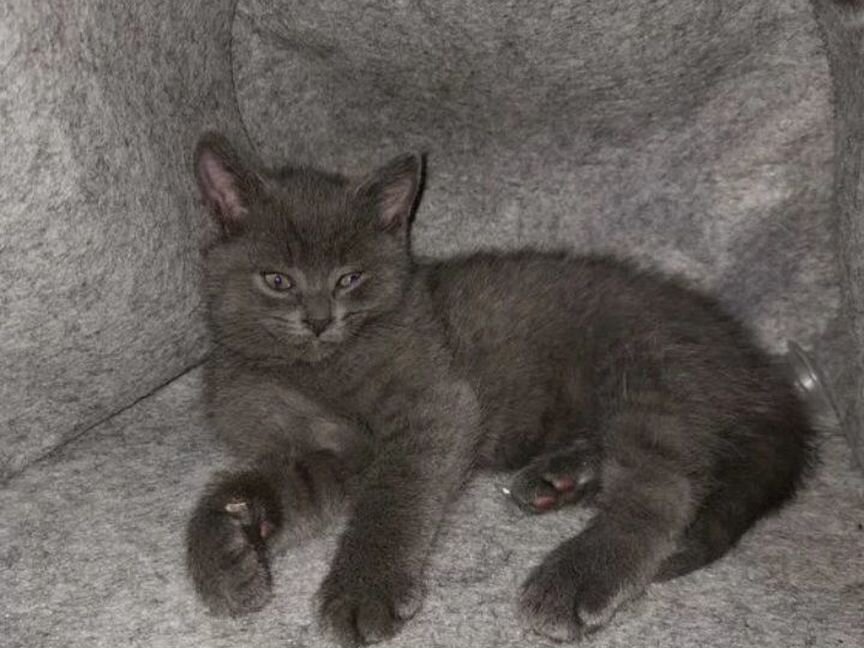 Британский котенок(смесь)