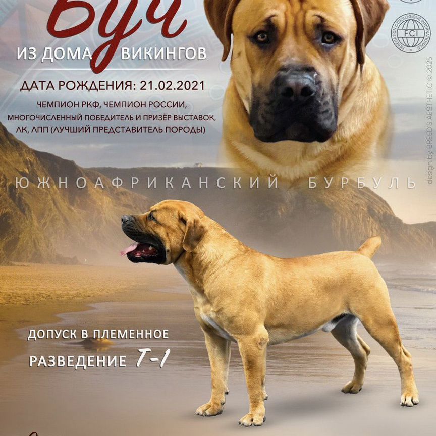 Вязка, южноафриканский бурбуль, разведение Т-1