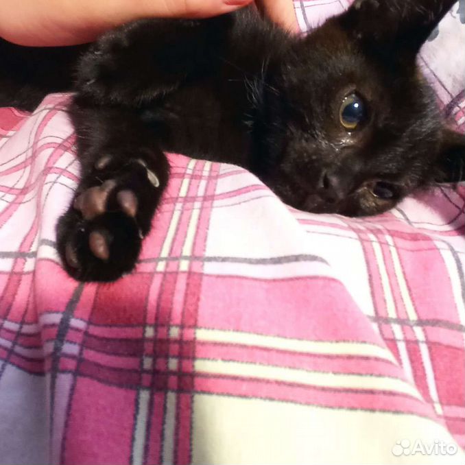 Нашли на улице котёнка,отдам в хорошие руки