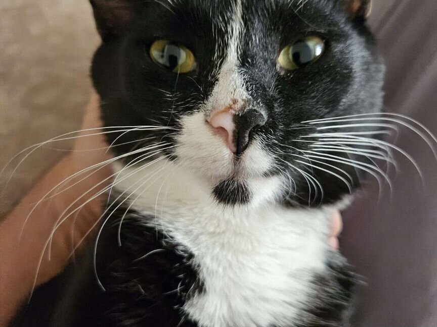 Кошка в добрые руки