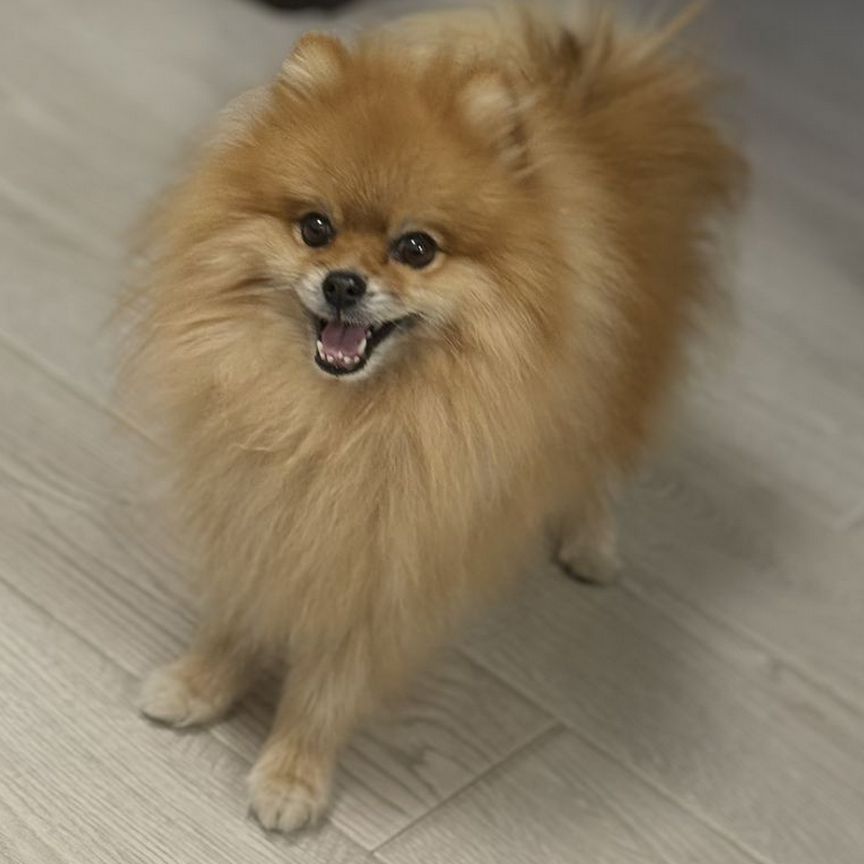 Померанский шпиц, взрослый пёс