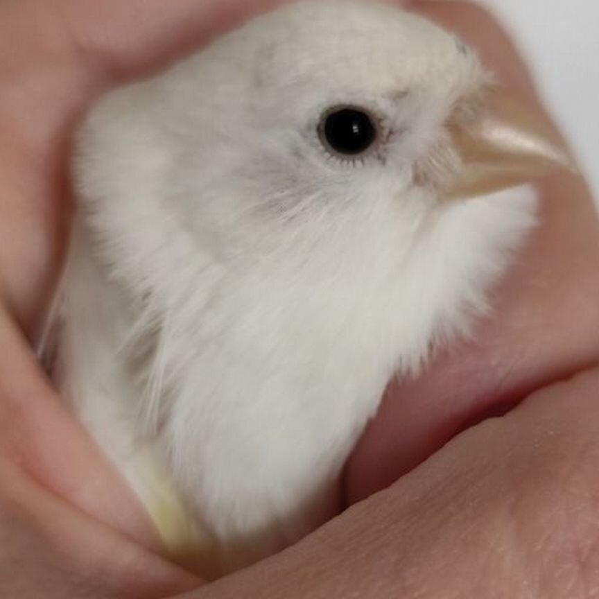 Канарейка самка