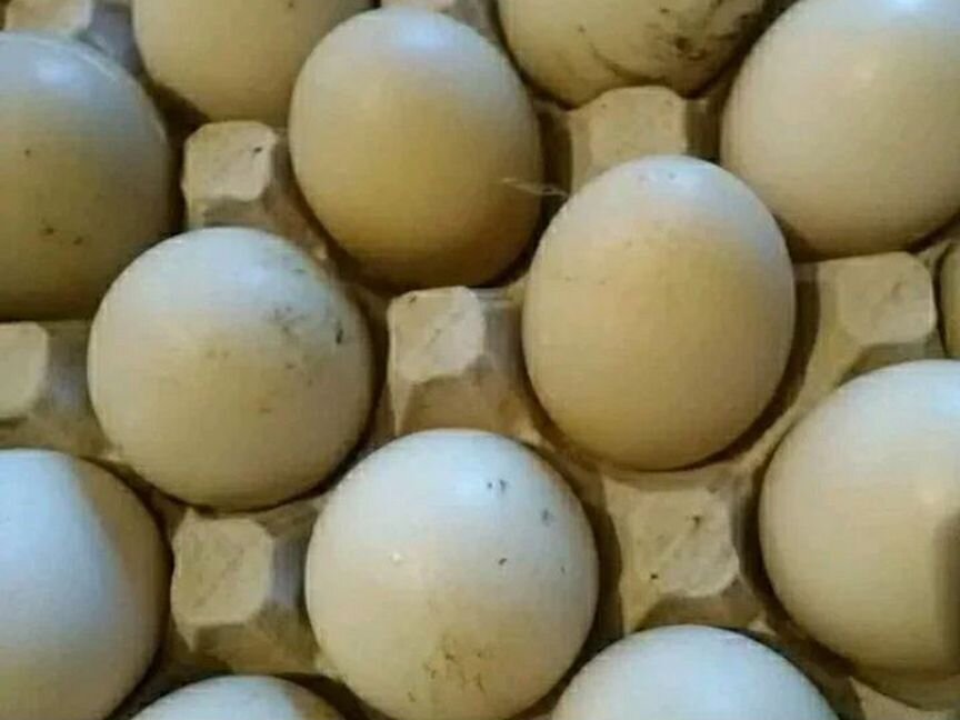 Яйца утиные на инкубацию