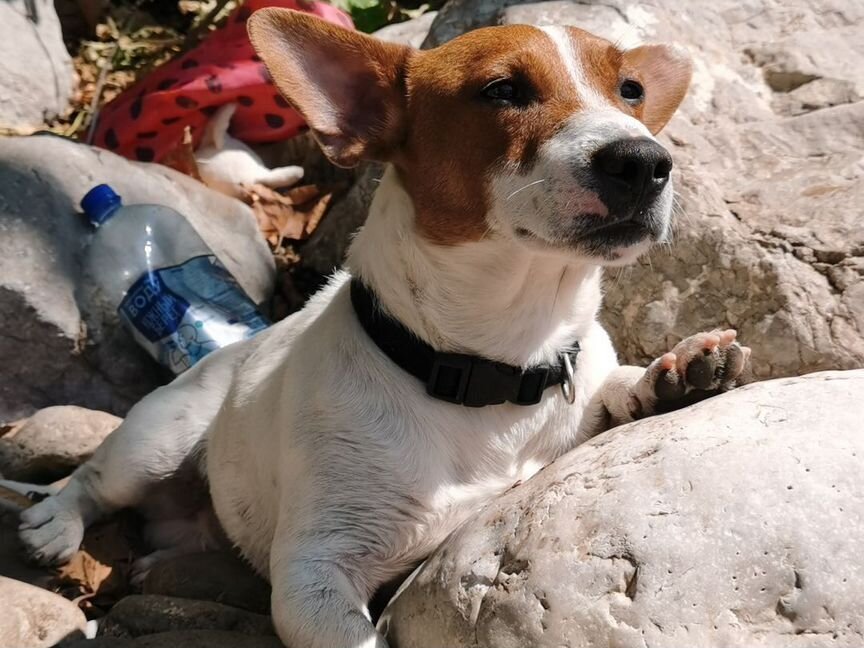 Щенки Джек Рассел