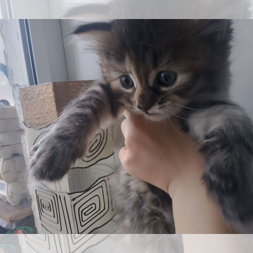 Котёнок от частного владельца