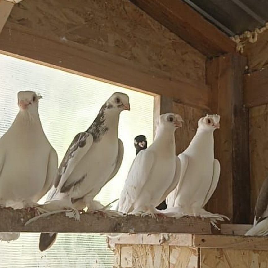 Голуби узбекские