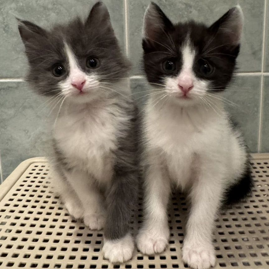 Тайский котёнок