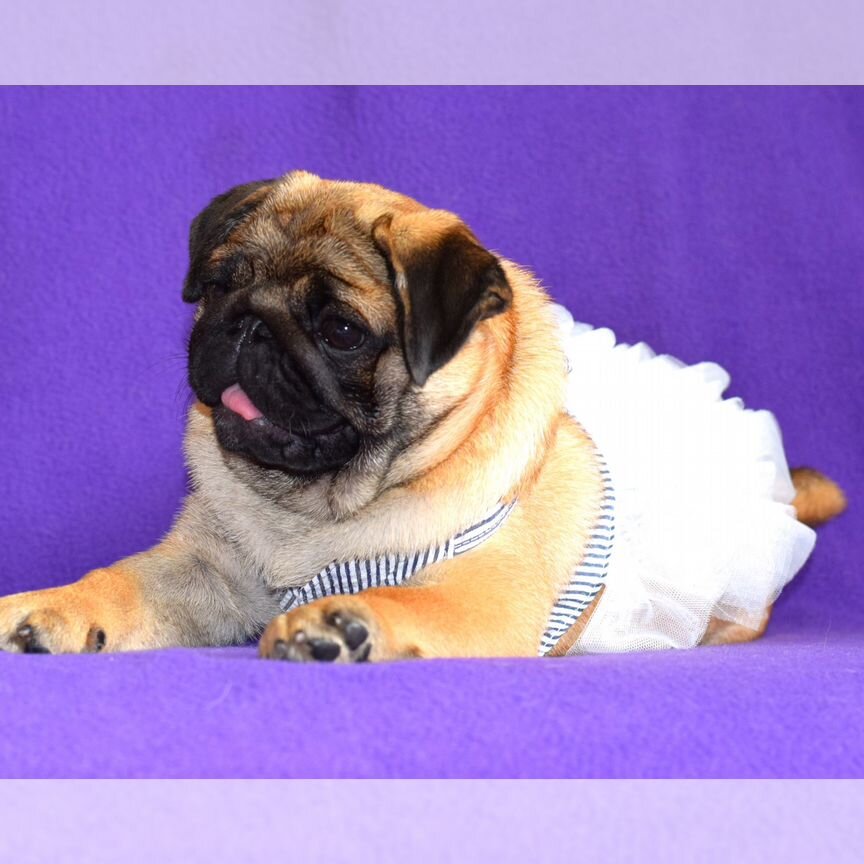 Щенок мопса с большой перспективой