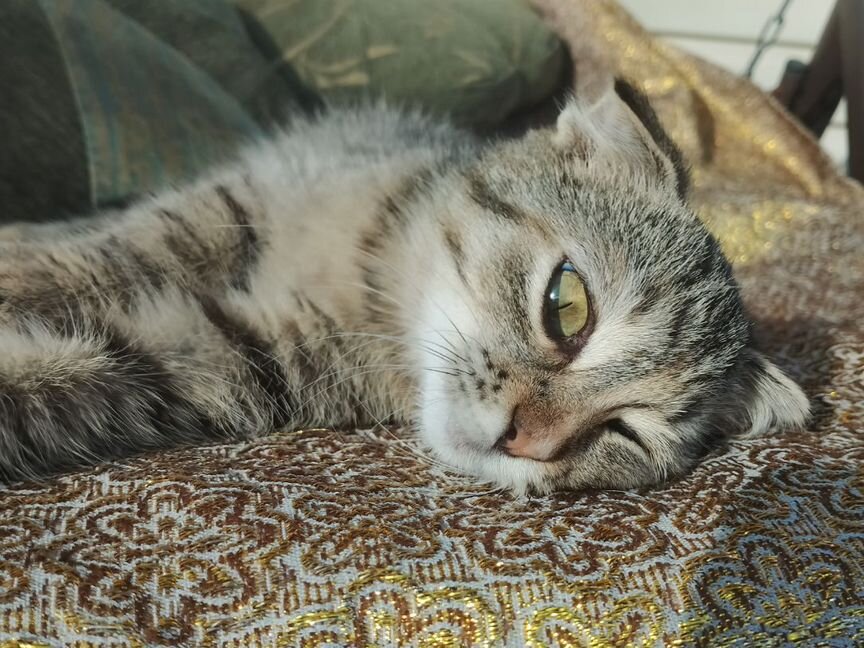 Вислоухая дворняжка кошка