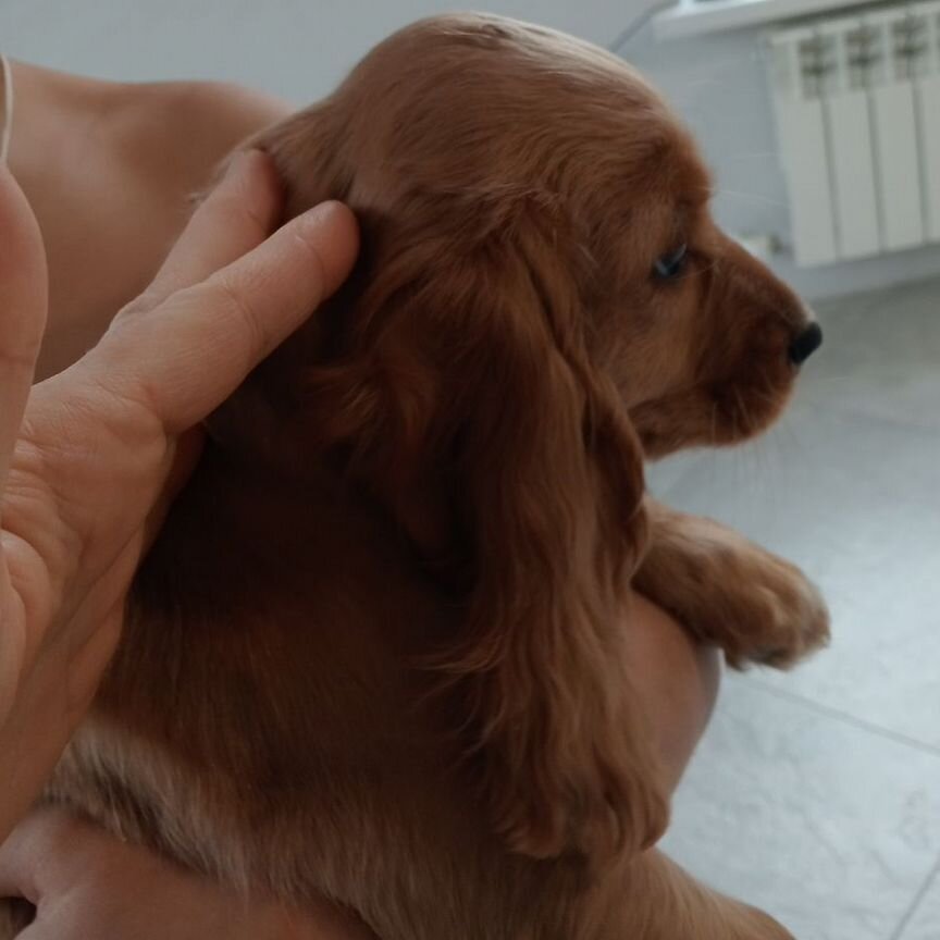 Спаниель(помесь русский и американский)