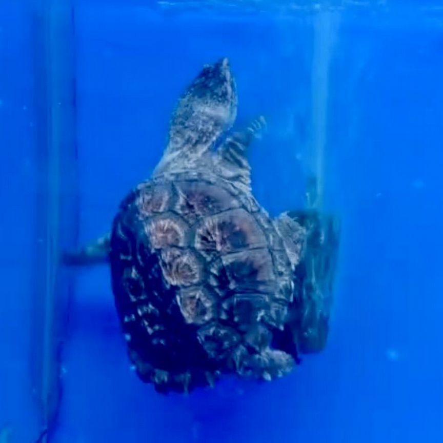 Черепаха водная