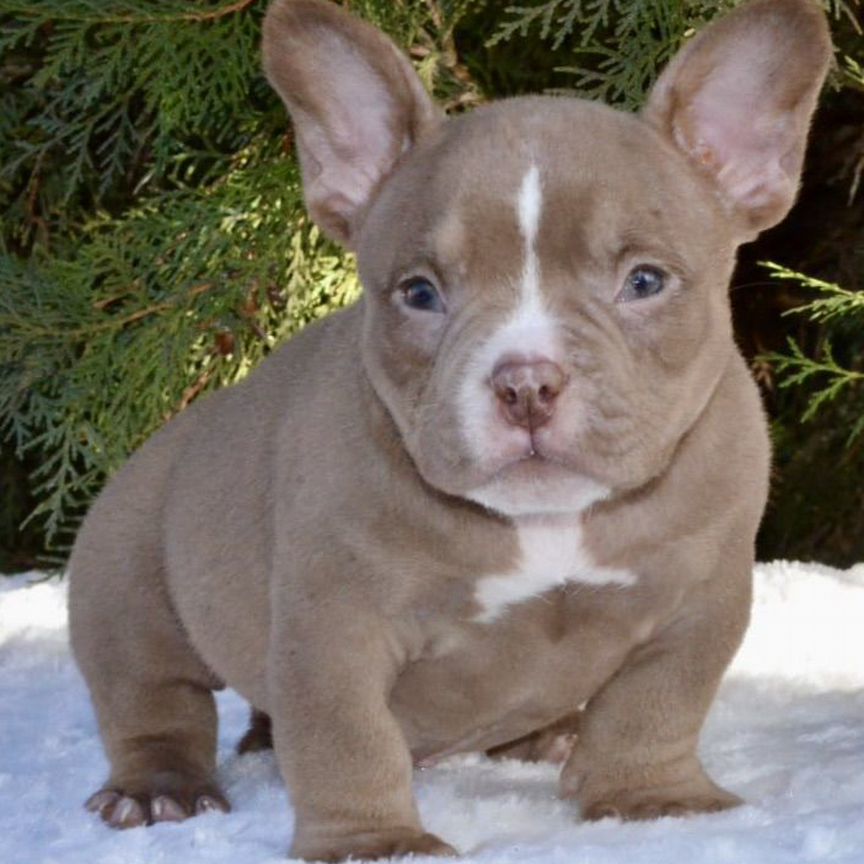 Американский булли, щенок