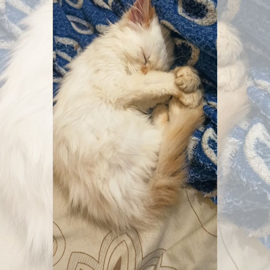 Турецкая ангора котёнок