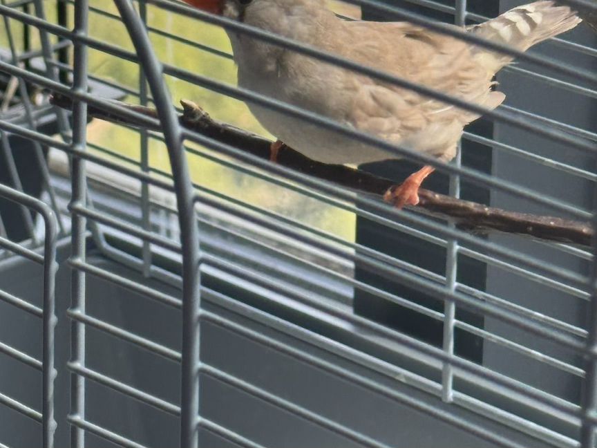 Амадина самка