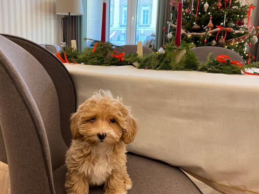 Мальтипу мальчик F1