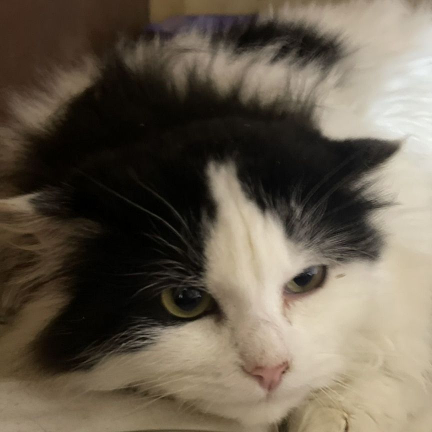 Котенок ищет дом