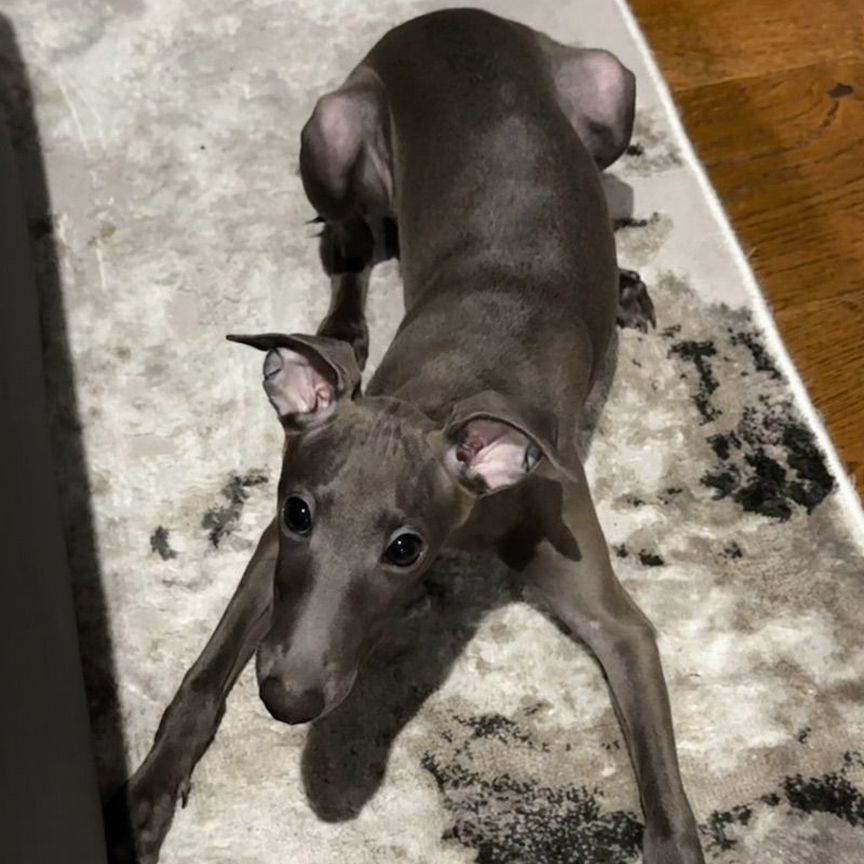 Левретка, щенок