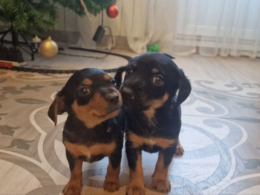 Щенки джек рассел терьер бесплатно