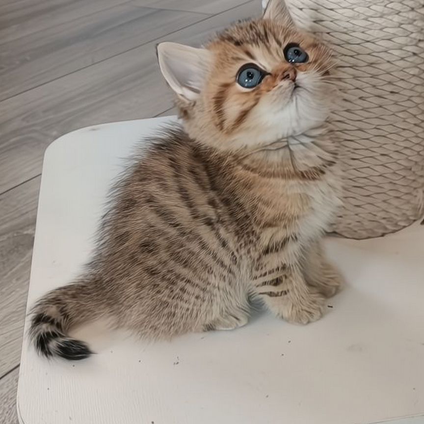 Шотландский прямоухий короткошёрстный котёнок