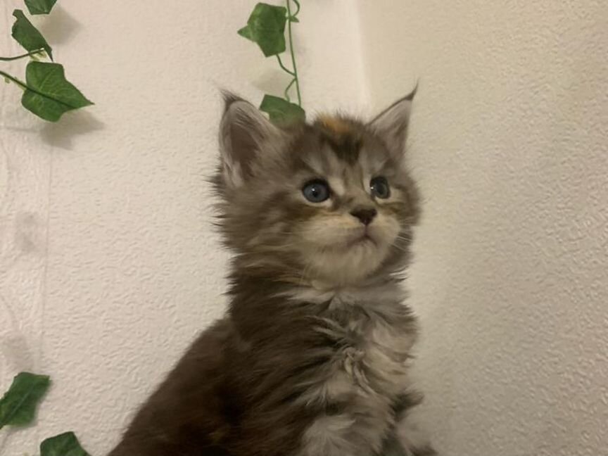 Готовы к переезду 1месяц