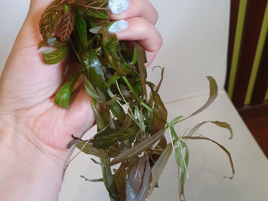 Растения в аквариум