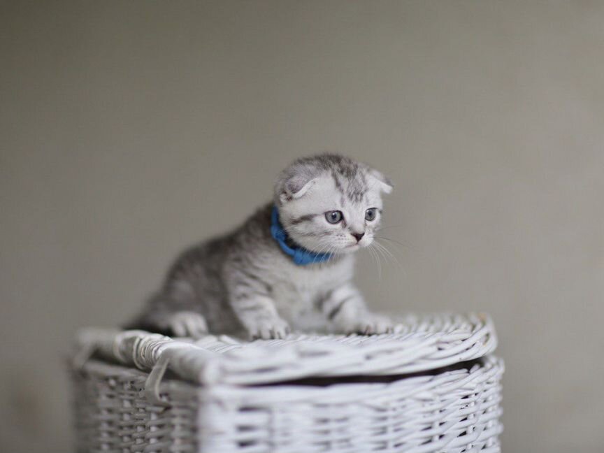 Шотландские вислоухие и прямоухие котята