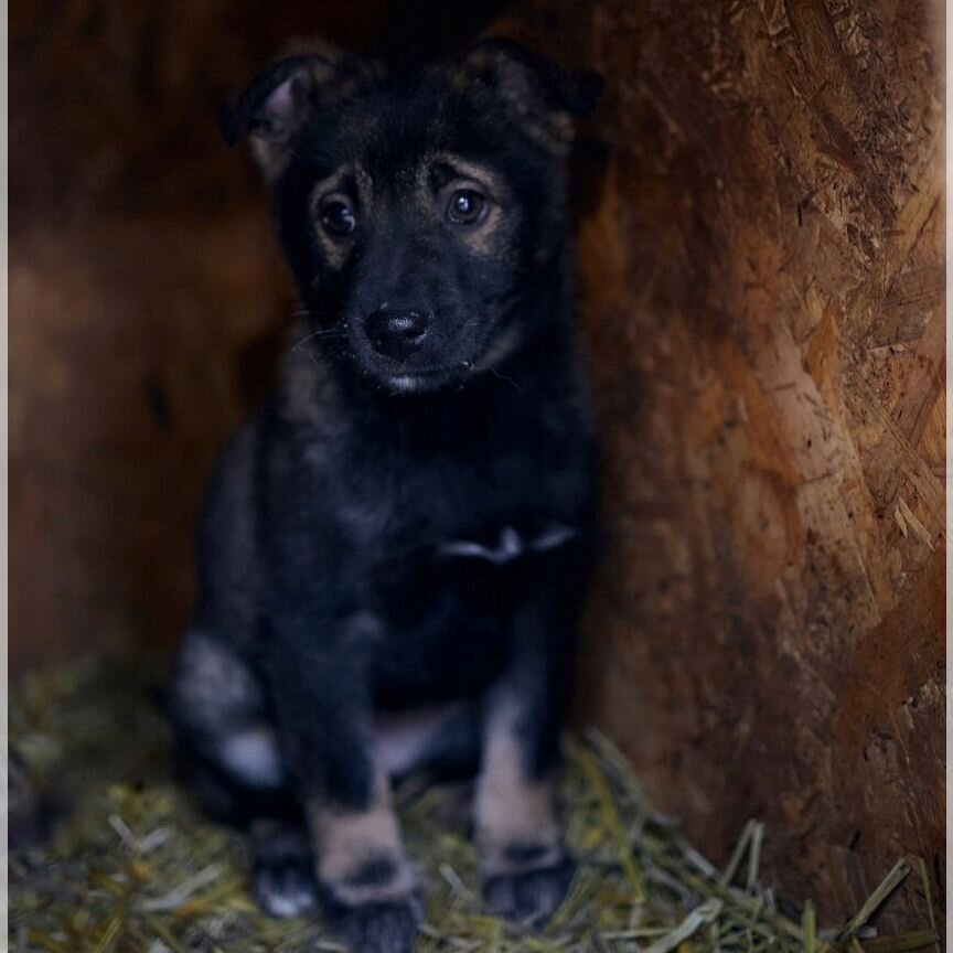 Щенок в добрые руки