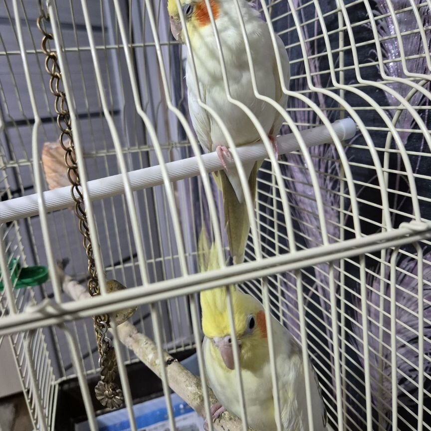 Попугай корелла