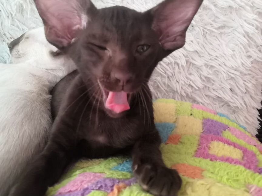 Ориентальная