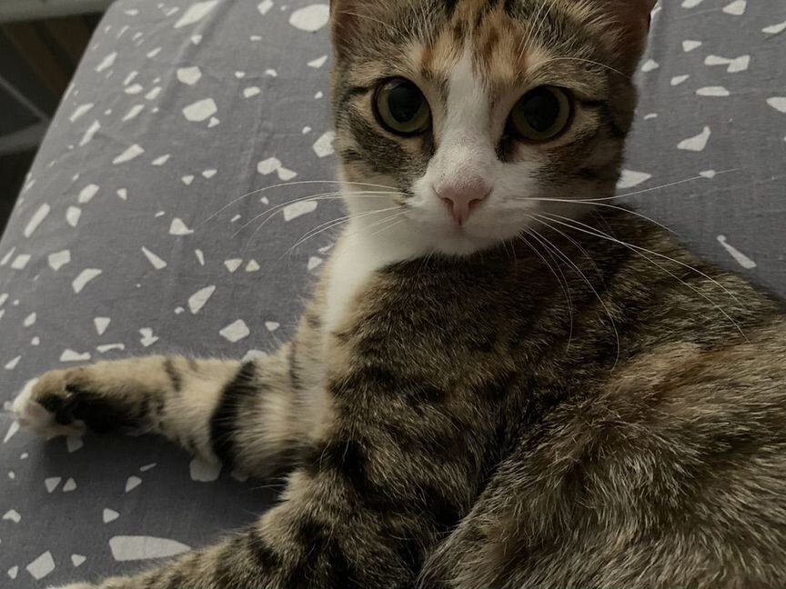 Кошка Евочка