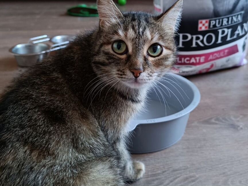 Приютские кошечки