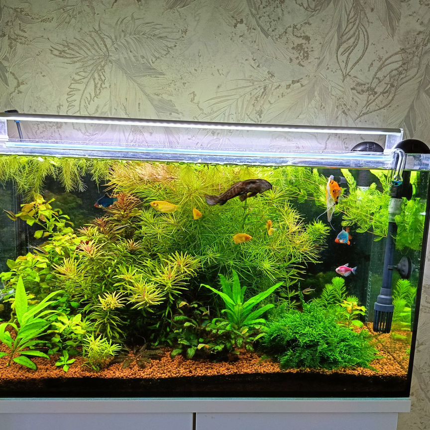 Аквариум 108 литров со светильником Chihiros a801