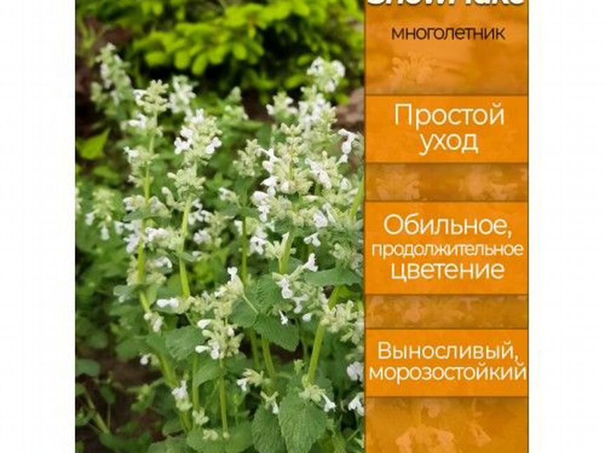 Котовник Фассена Сноуфлэйк (Snoflake), саженец - д