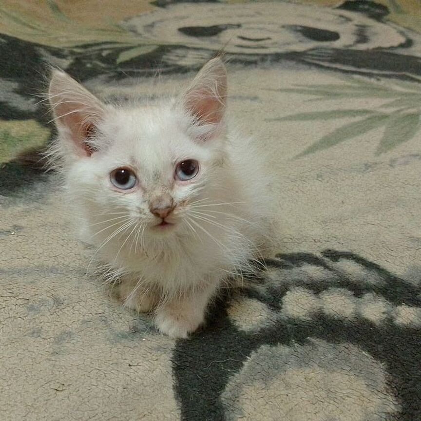 Котенок белый 3 месяца