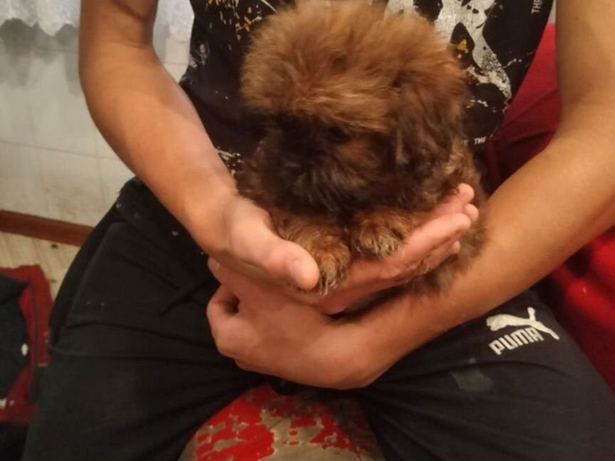 Мальтипусики от Чемпионов