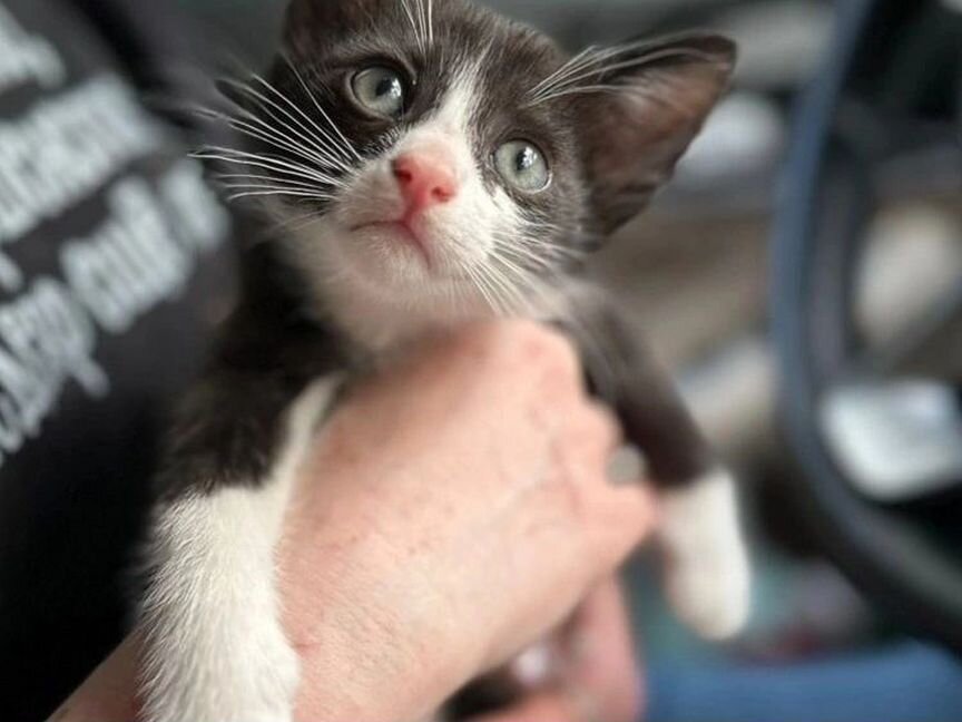 Крузо котенок черно -белый
