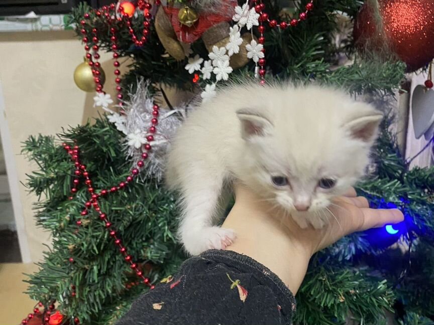 Невская маскарадная в добрые руки