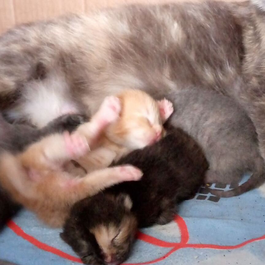 Котята