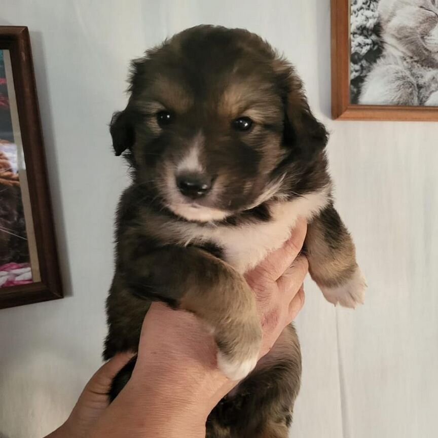 Милый щенок в добрые руки