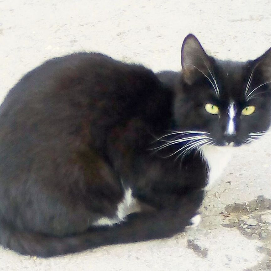 Ласковый, молодой котик ищет дом