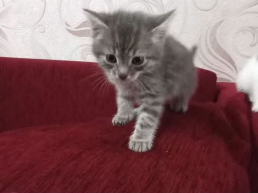 Сибирская кошка