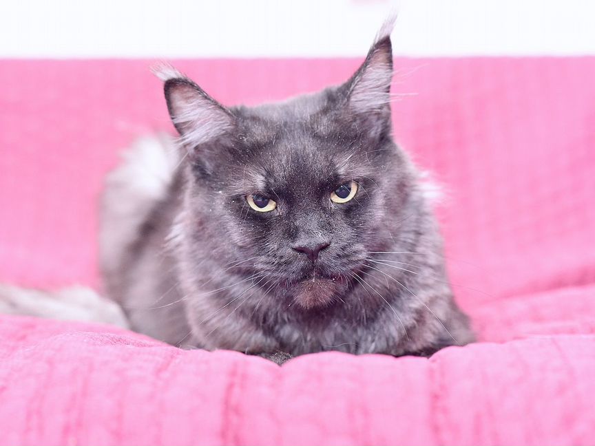 Котята мейн-кун