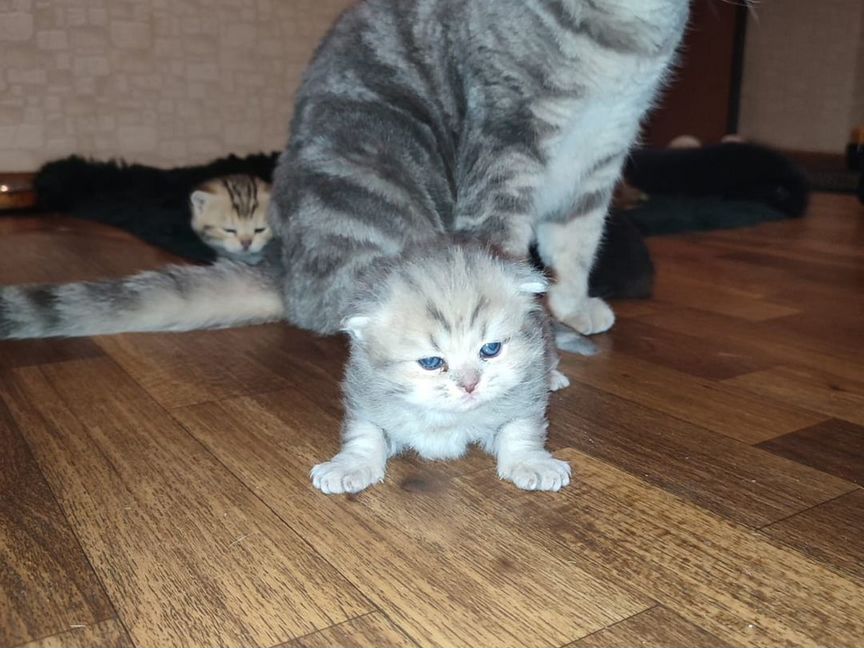 Шотландские котята