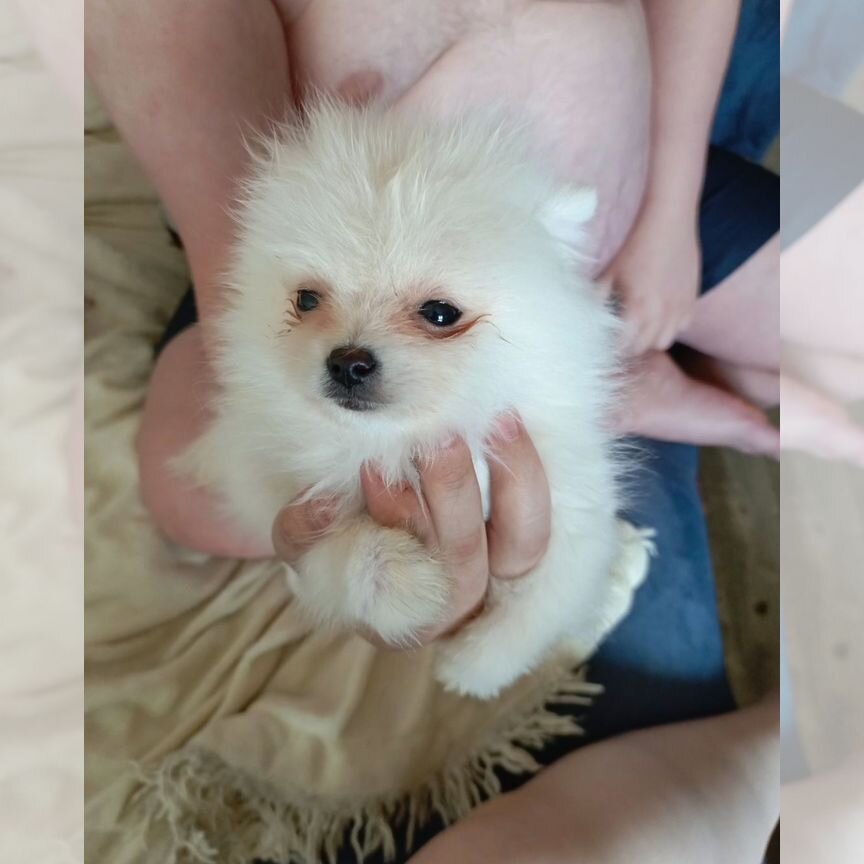 Померанский шпиц, щенок