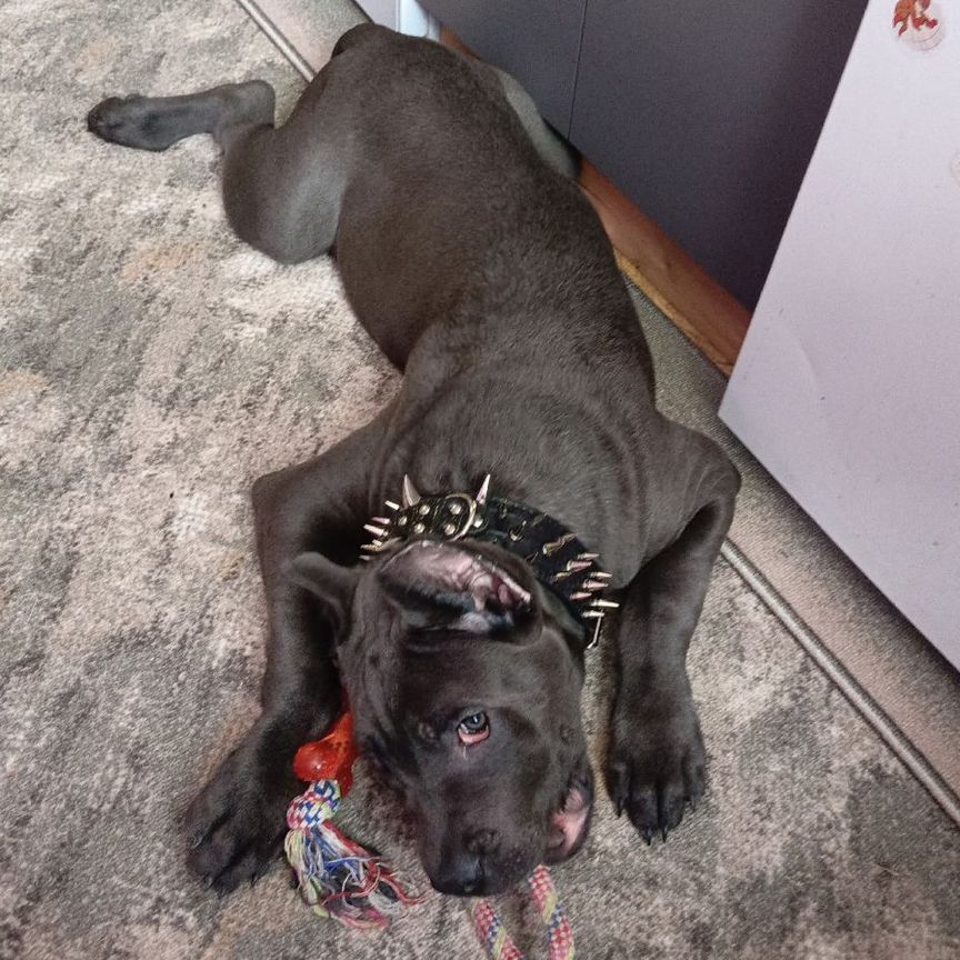 Кане-корсо, щенок