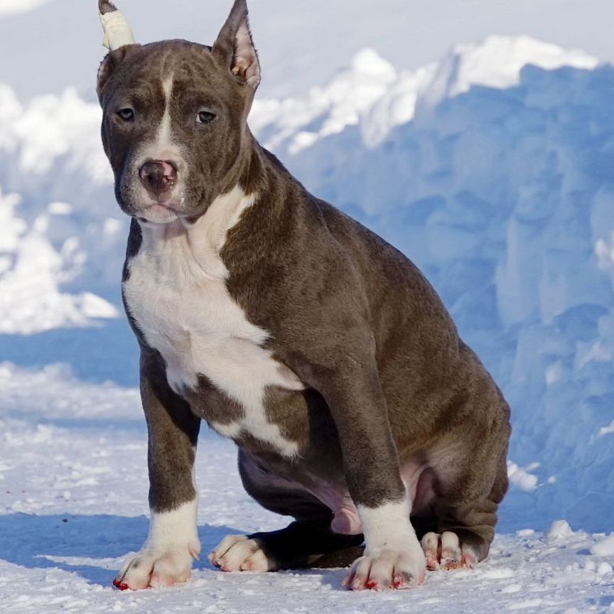 Американский стаффордширский терьер, щенок