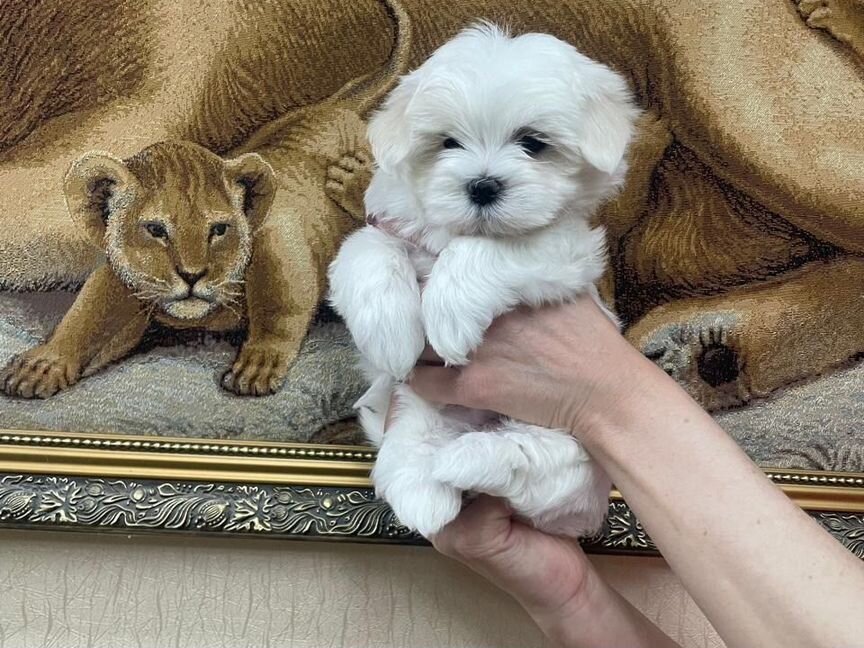 Детки мальтезе