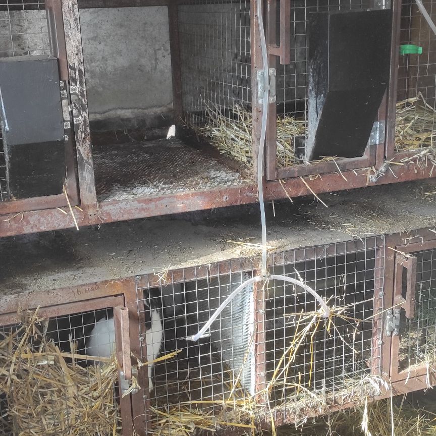 Клетка для кроликов