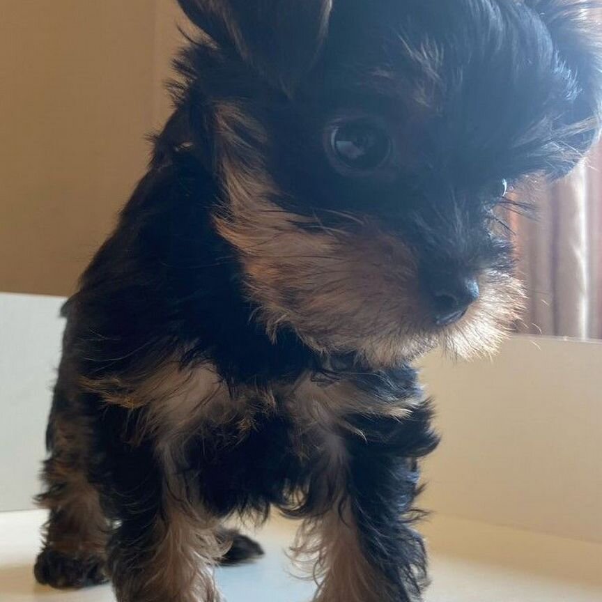 Продам кабеля Йоркширского терьера